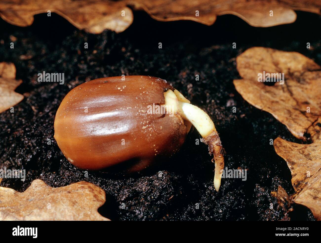Oak (Quercus robur) acorn germinating. The radicle (primary root) is ...