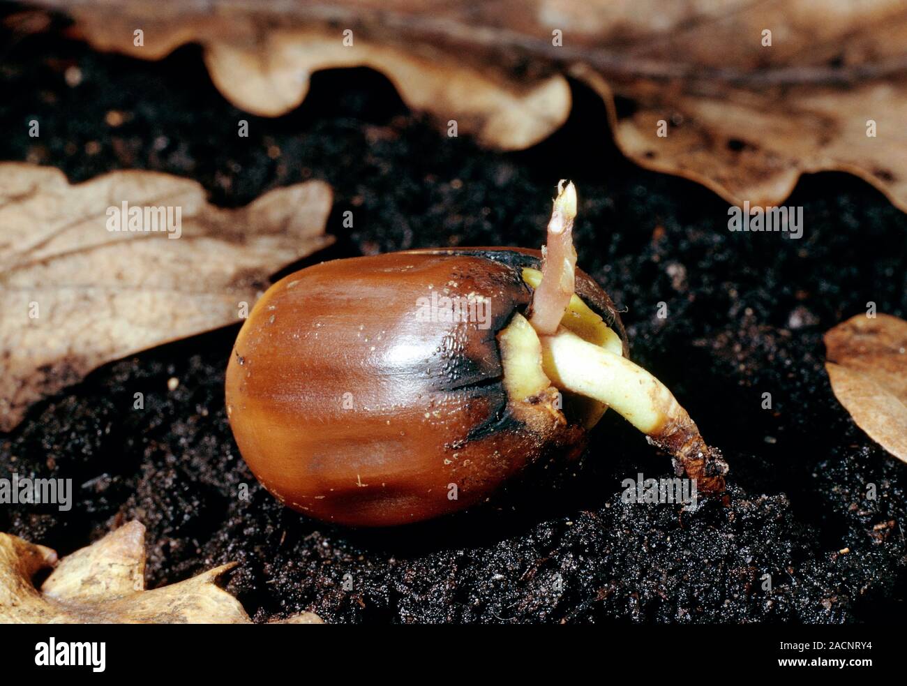 Oak (Quercus robur) acorn germinating. The radicle (primary root) is ...