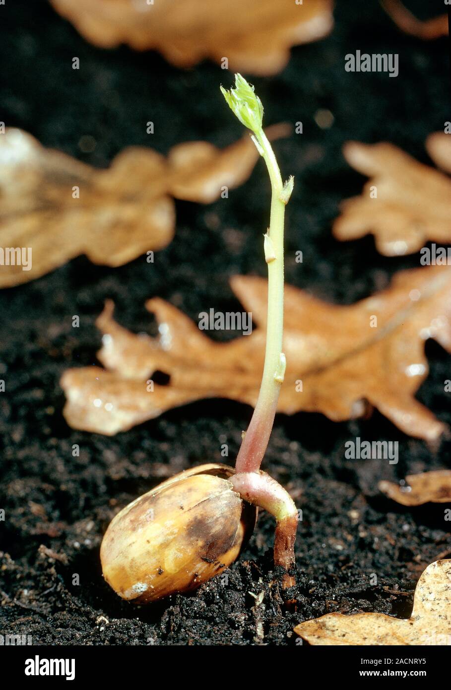 Oak (Quercus robur) acorn germinating. The radicle (primary root) is ...