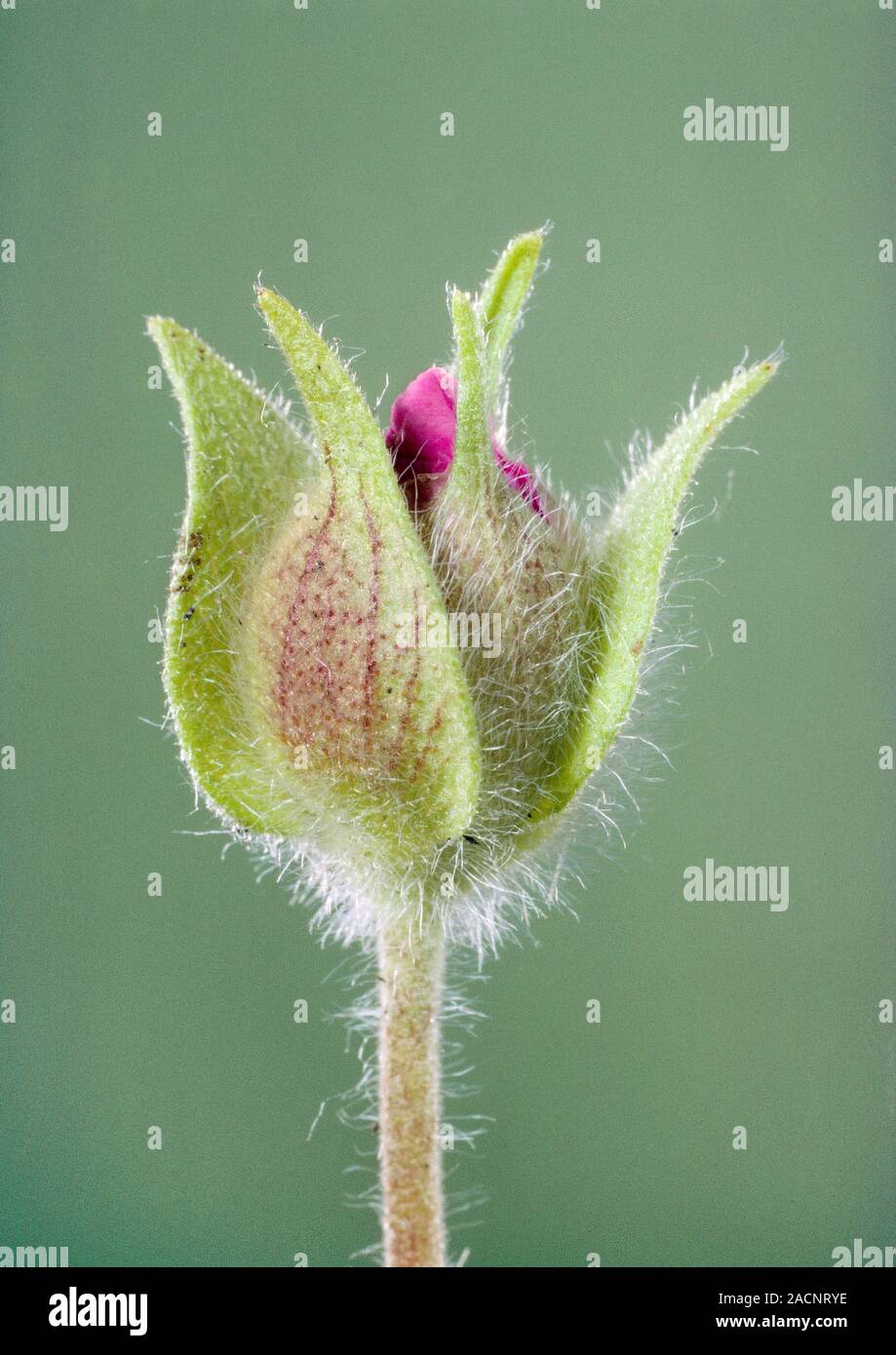 Rockrose (Cistus sp.) flowerbud Stock Photo - Alamy