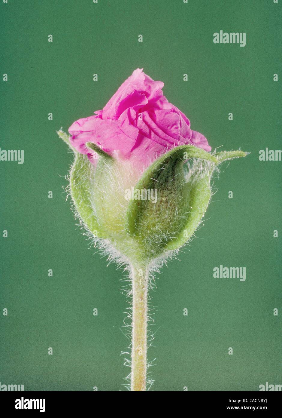 Rockrose (Cistus sp.) flowerbud Stock Photo - Alamy