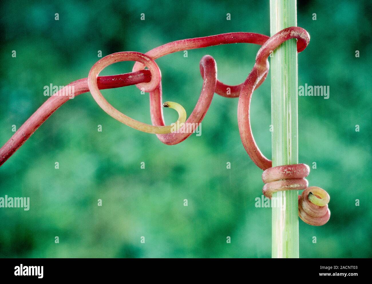 Grape vine (Vitis vinifera) tendril wrapped around a support Stock ...