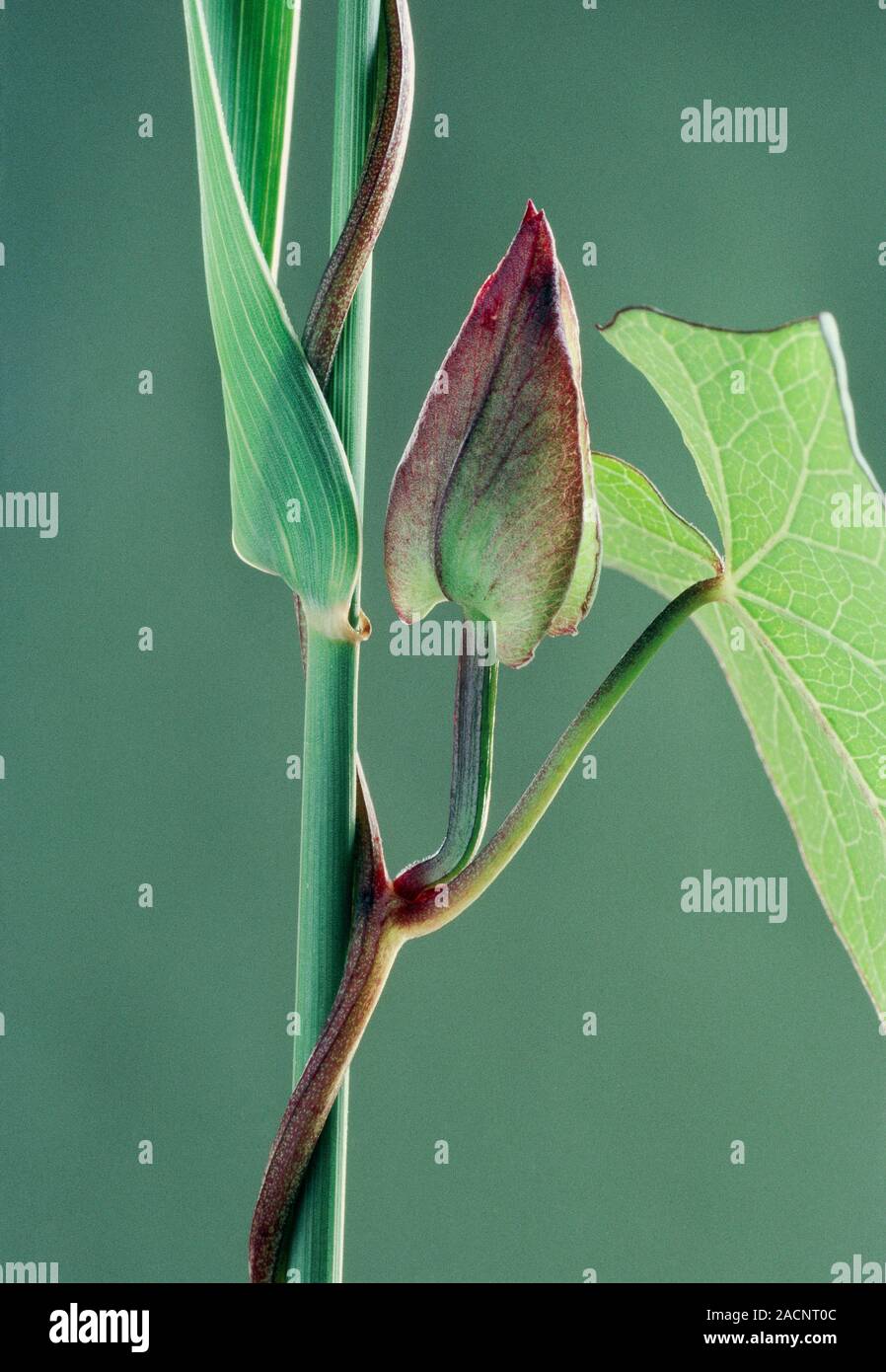 Hedge bindweed (convolvulus sepium Stock Photo - Alamy