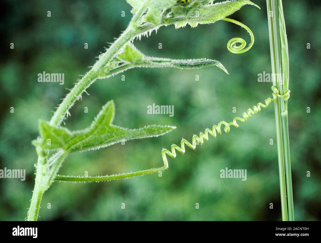 Red bryony (Bryonia dioica) tendril (spiral). The red bryony is a ...