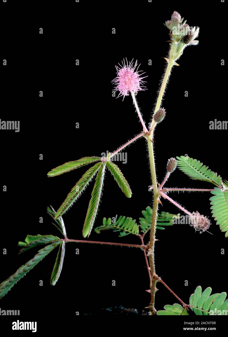 Sensitive plant (Mimosa pudica) with closed leaves. The leaves of this ...