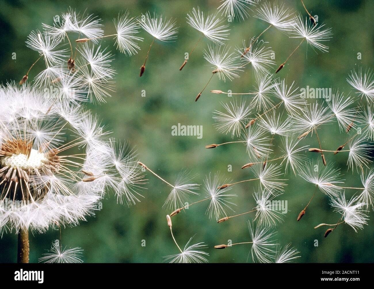 Dandelion (Taraxacum officinale) seed dispersal Stock Photo - Alamy