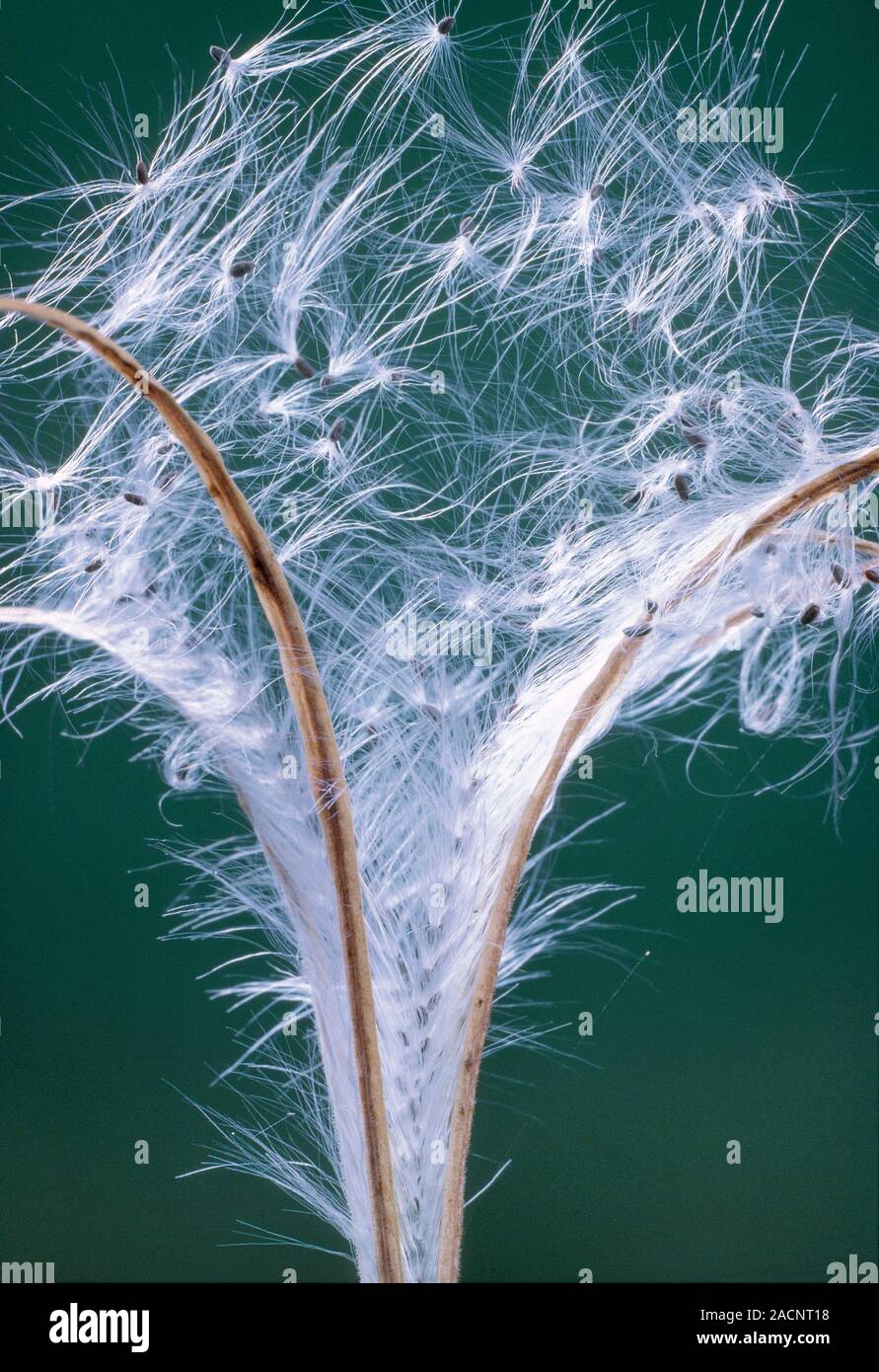 Rosebay willowherb seed pod (Chamerion angustifolium) discharging seeds ...