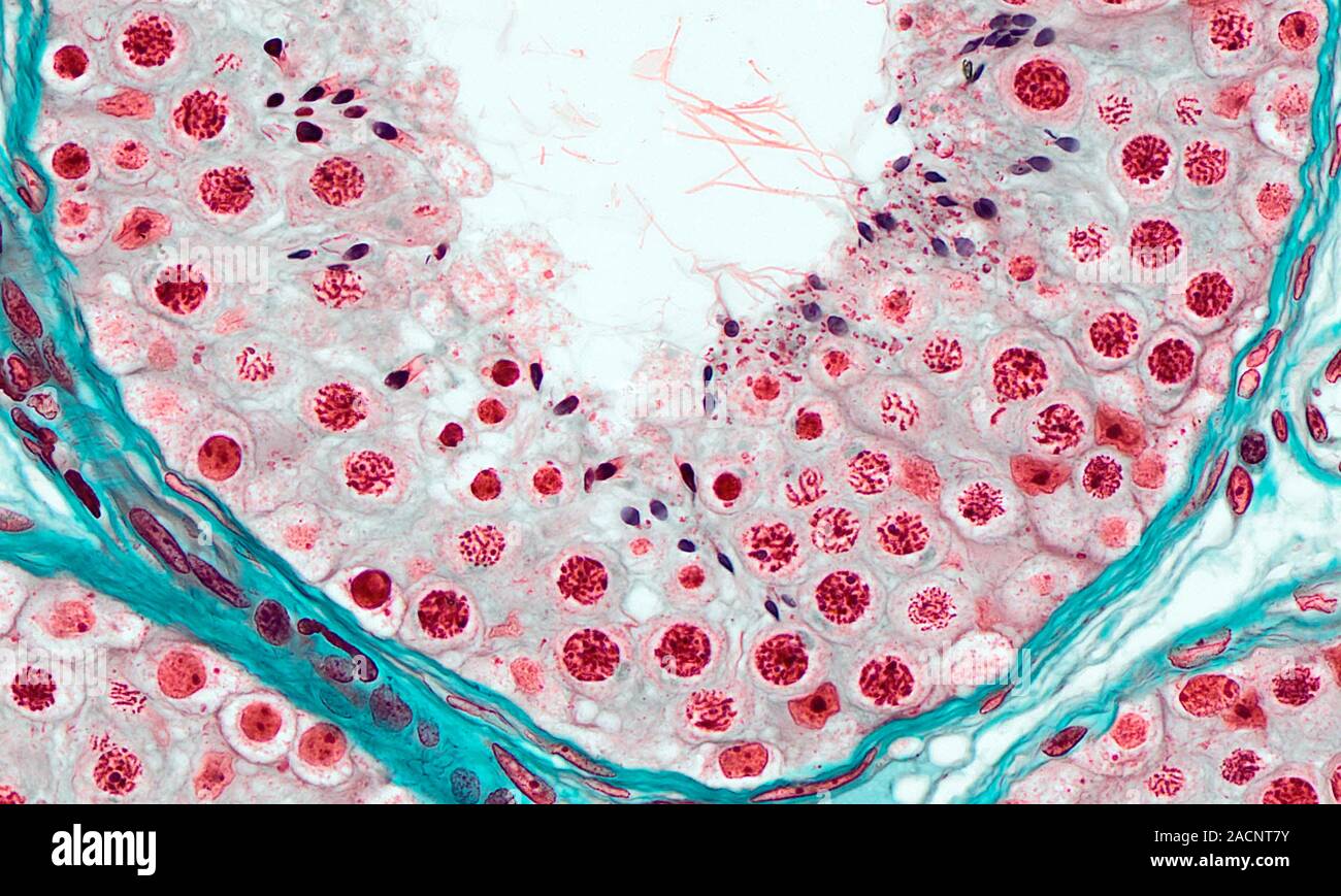 Seminiferous Tubule Light Micrograph Of A Section Through A Testis