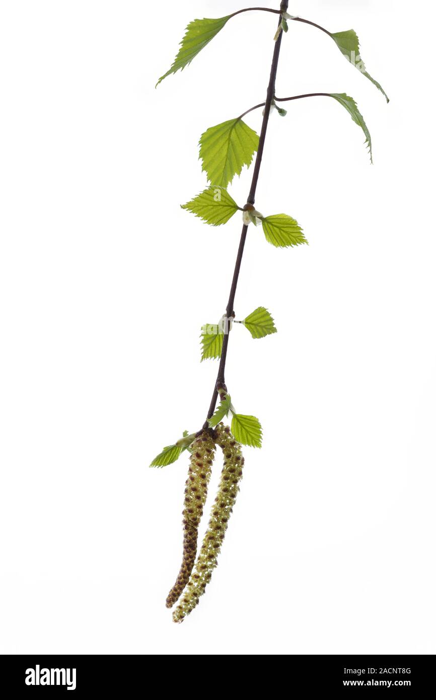 Birch fresh green foliage Cut Out Stock Images & Pictures - Alamy