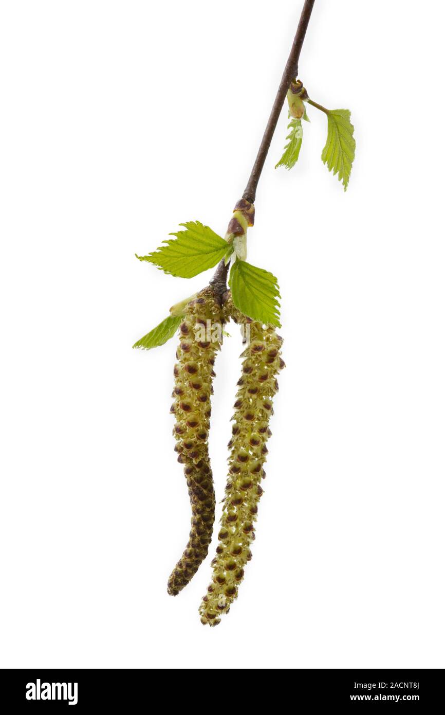 Birch Seedling High Resolution Stock Photography and Images - Alamy