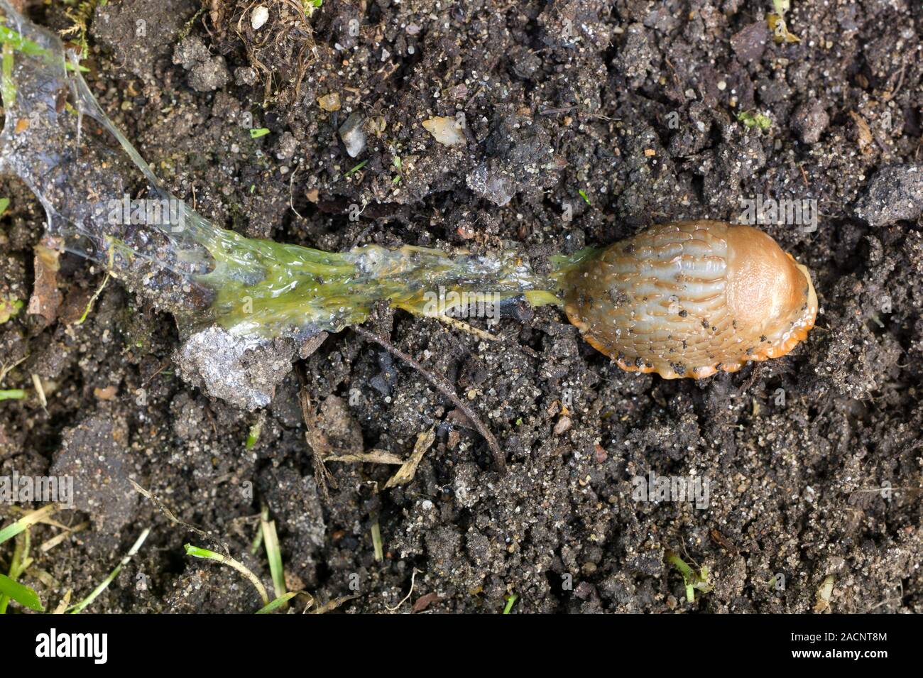 Metaldehyde is used worldwide to control slugs and snails in crops, as ...