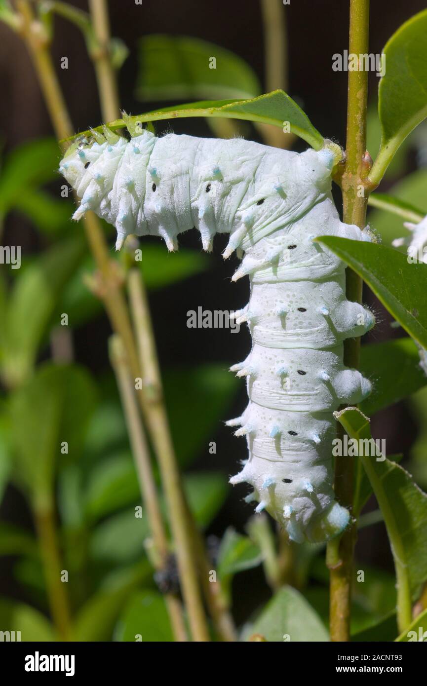 A final instar larva of the Saturnid moth, Samia cynthia. S. cynthia is ...