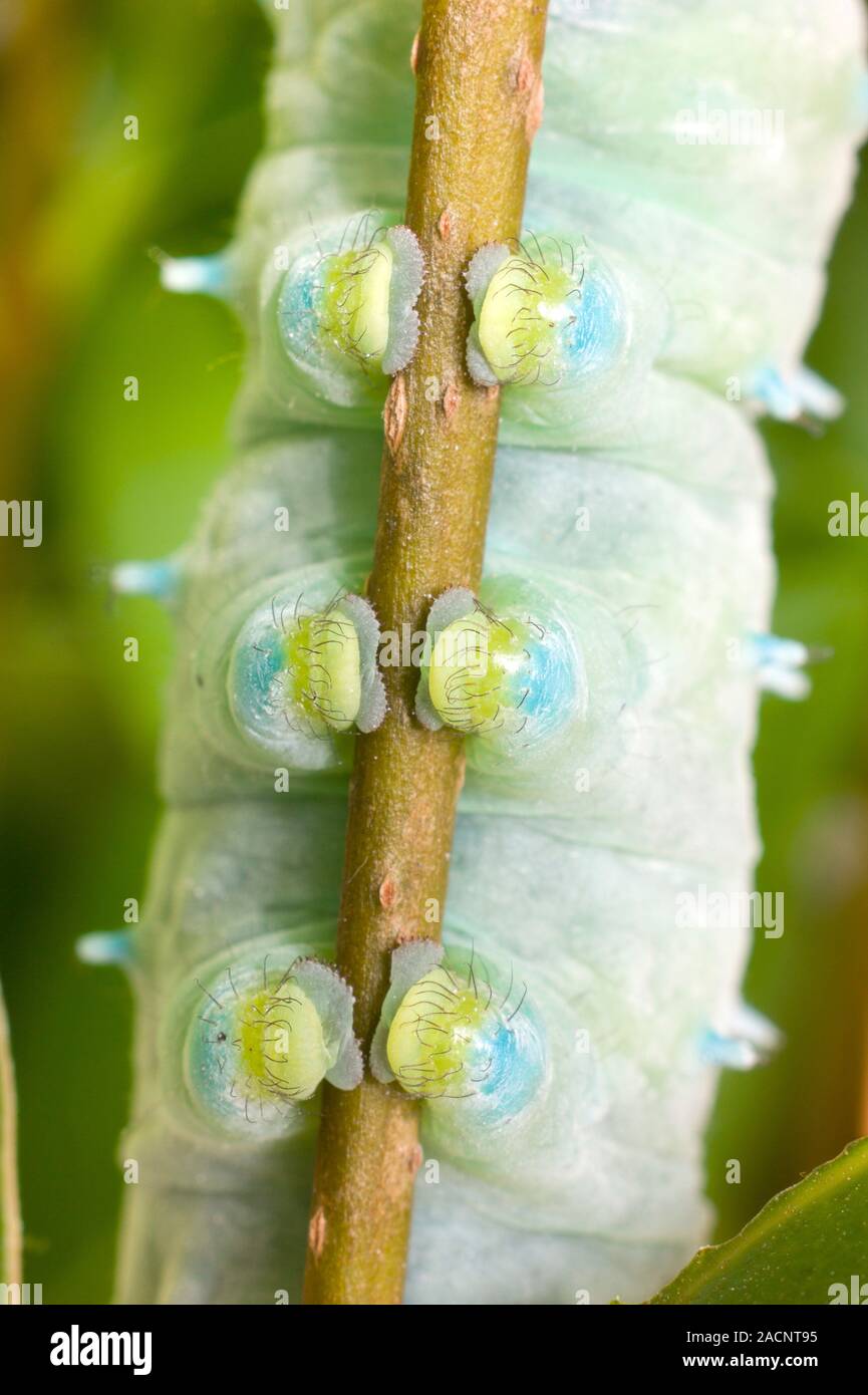 A fifth (final) instar larva of the Saturnid moth, Samia cynthia ...
