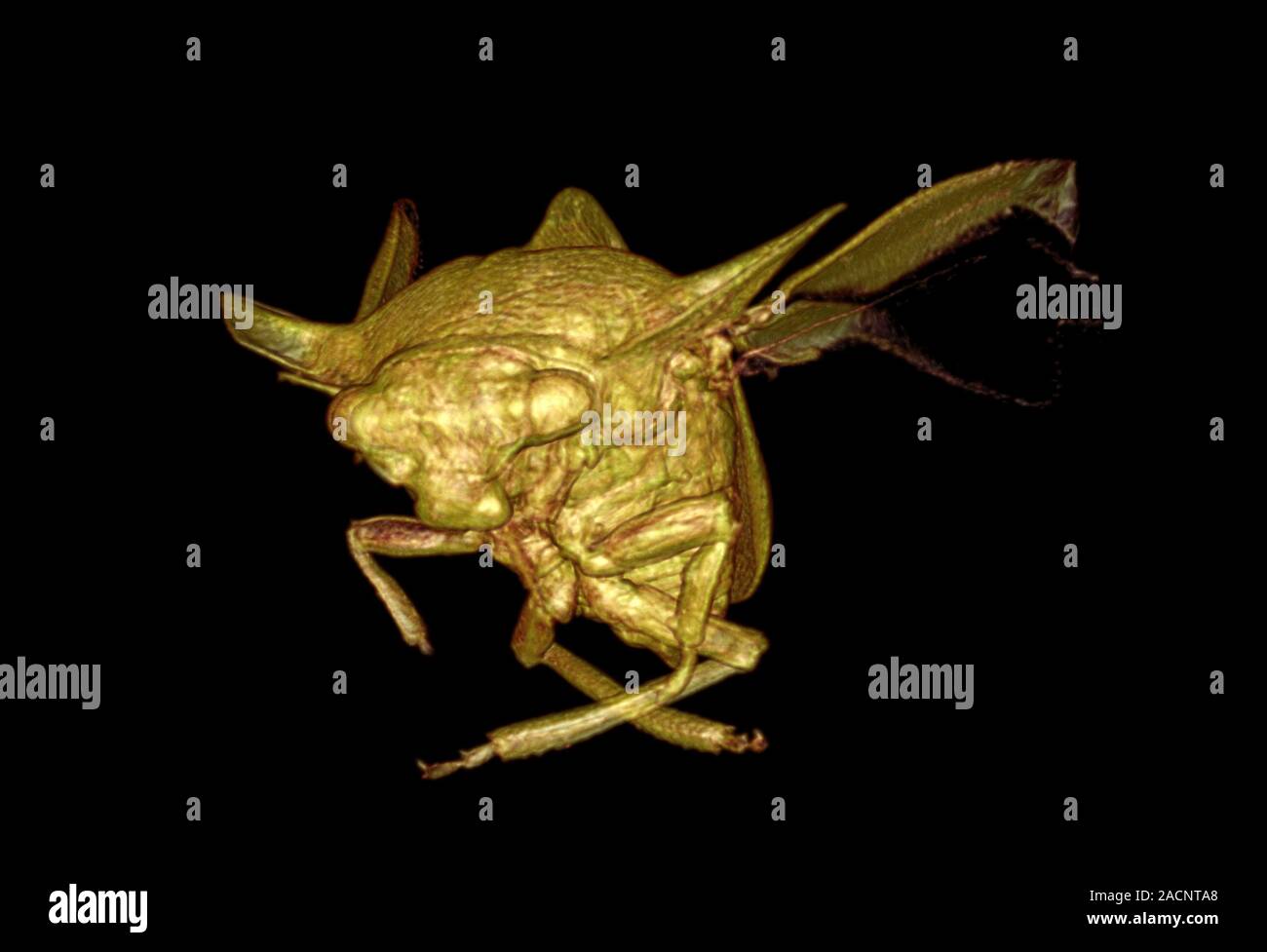 Treehopper, coloured 3D magnetic resonance imaging (MRI) scan ...