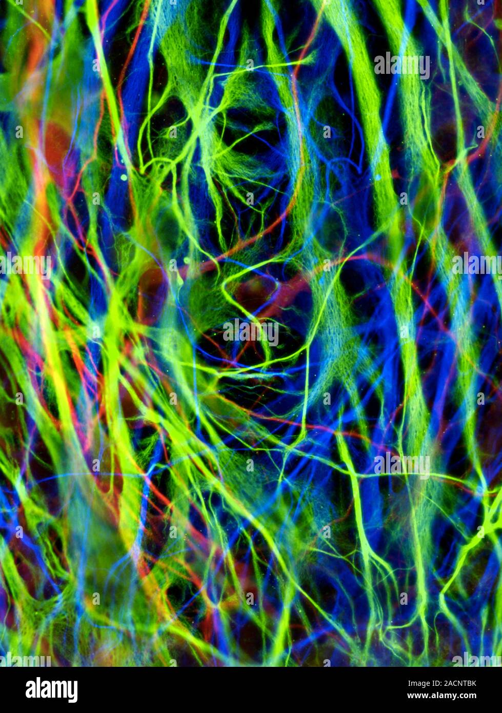 Stem cell-derived nerve cells. Fluorescence light micrograph of ...
