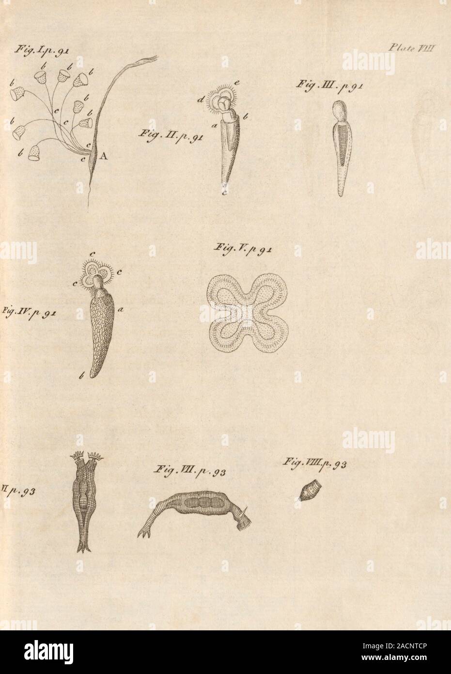 Animalcules. 18th Century artwork by the English naturalist Henry Baker ...