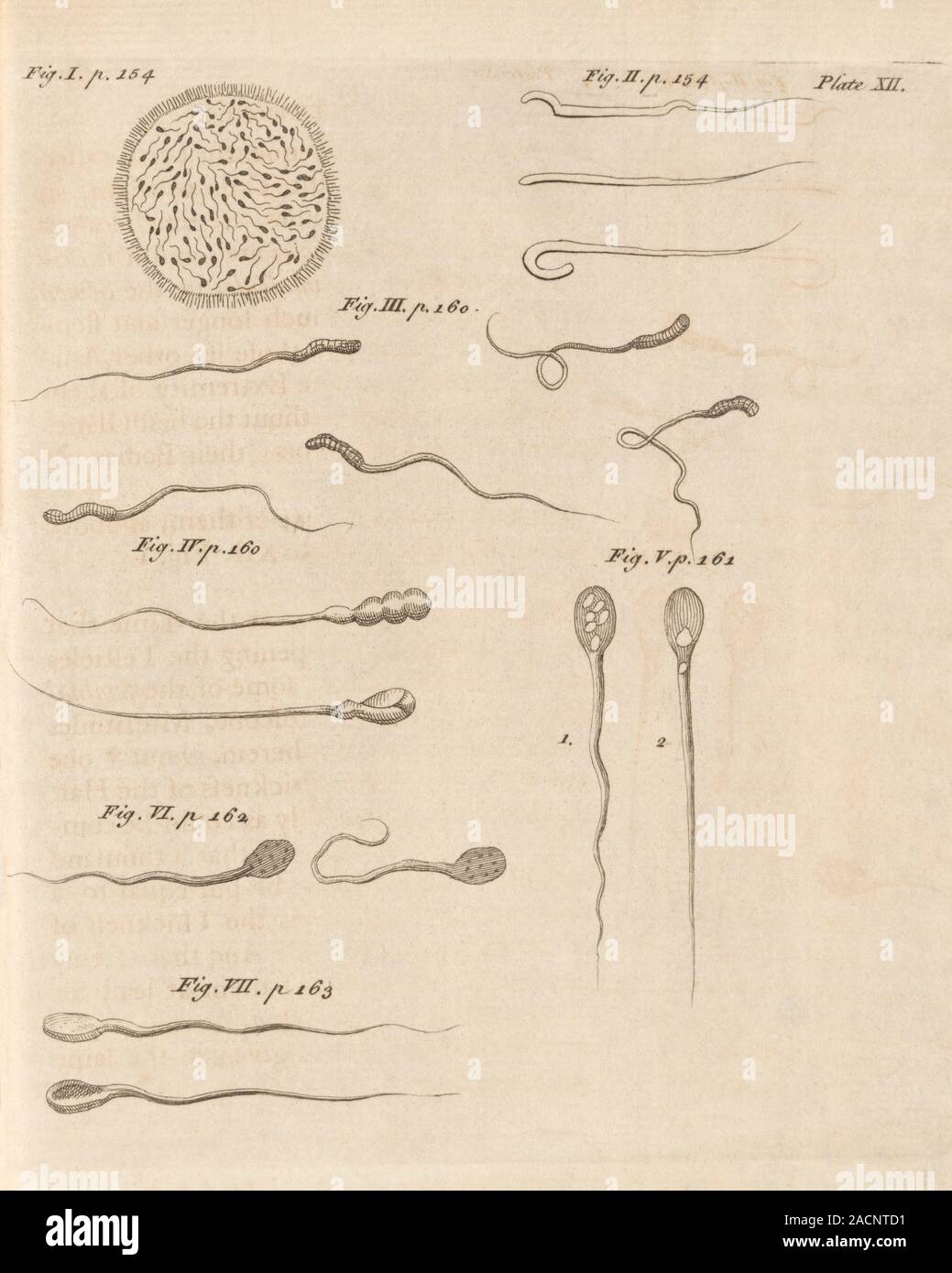 Animalcules. 18th Century artwork by the English naturalist Henry Baker ...