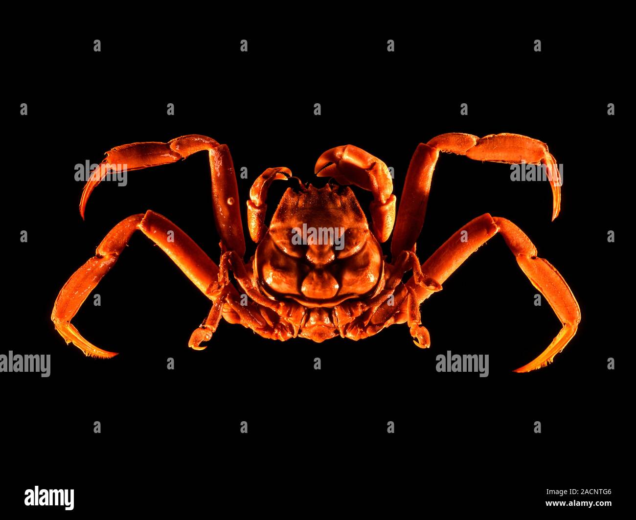 Samurai crab (Heikea japonica). This crab is native to Japan, where it ...