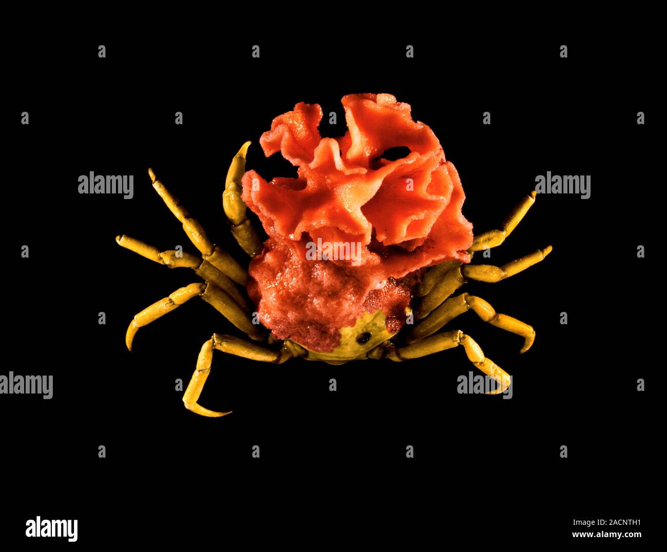 Great spider crab and bryozoa. Great spider crab (Hyas araneus ...