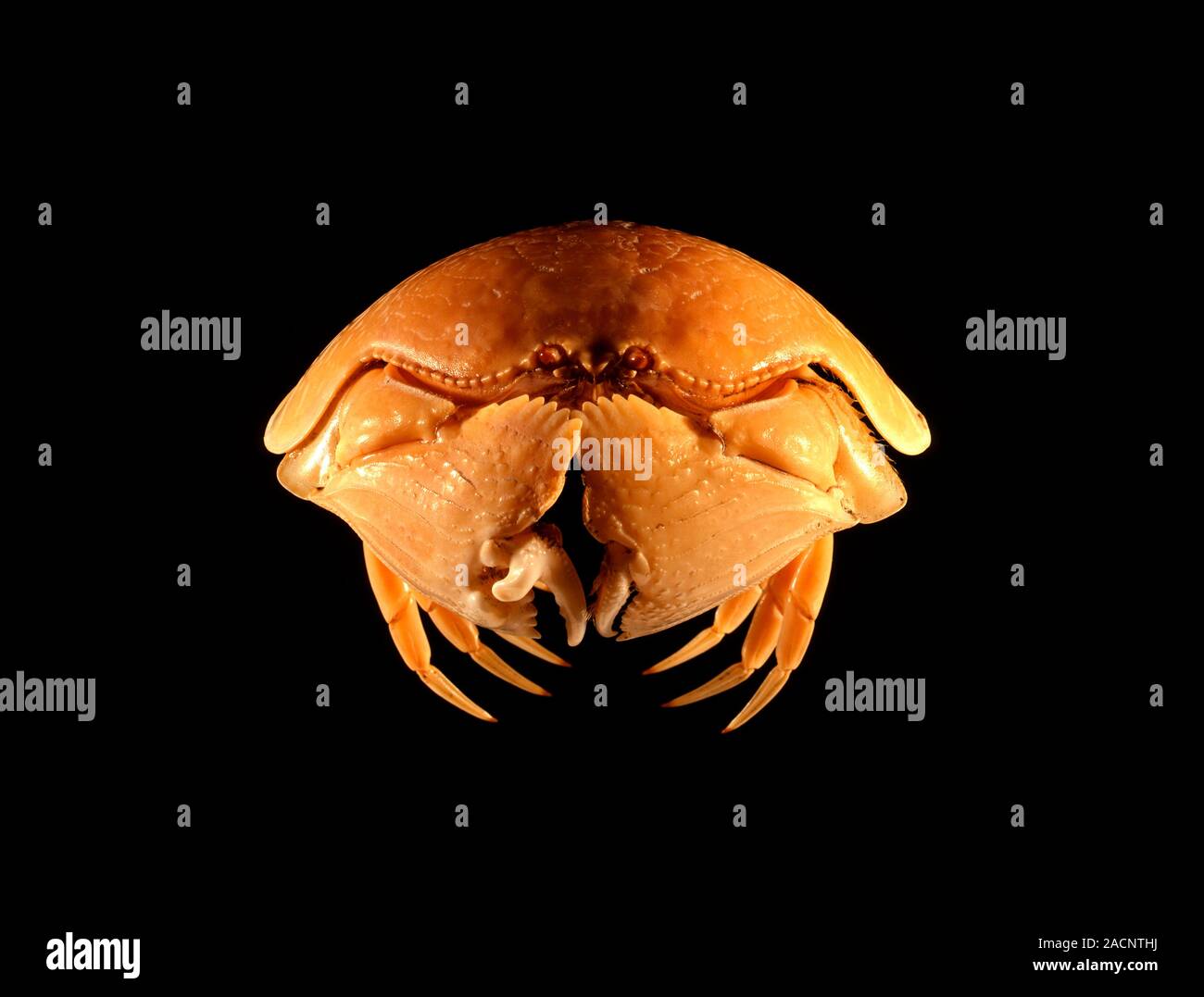 Shame-faced crab (Calappa calappa). This crab lives at a depth of 10-50 ...
