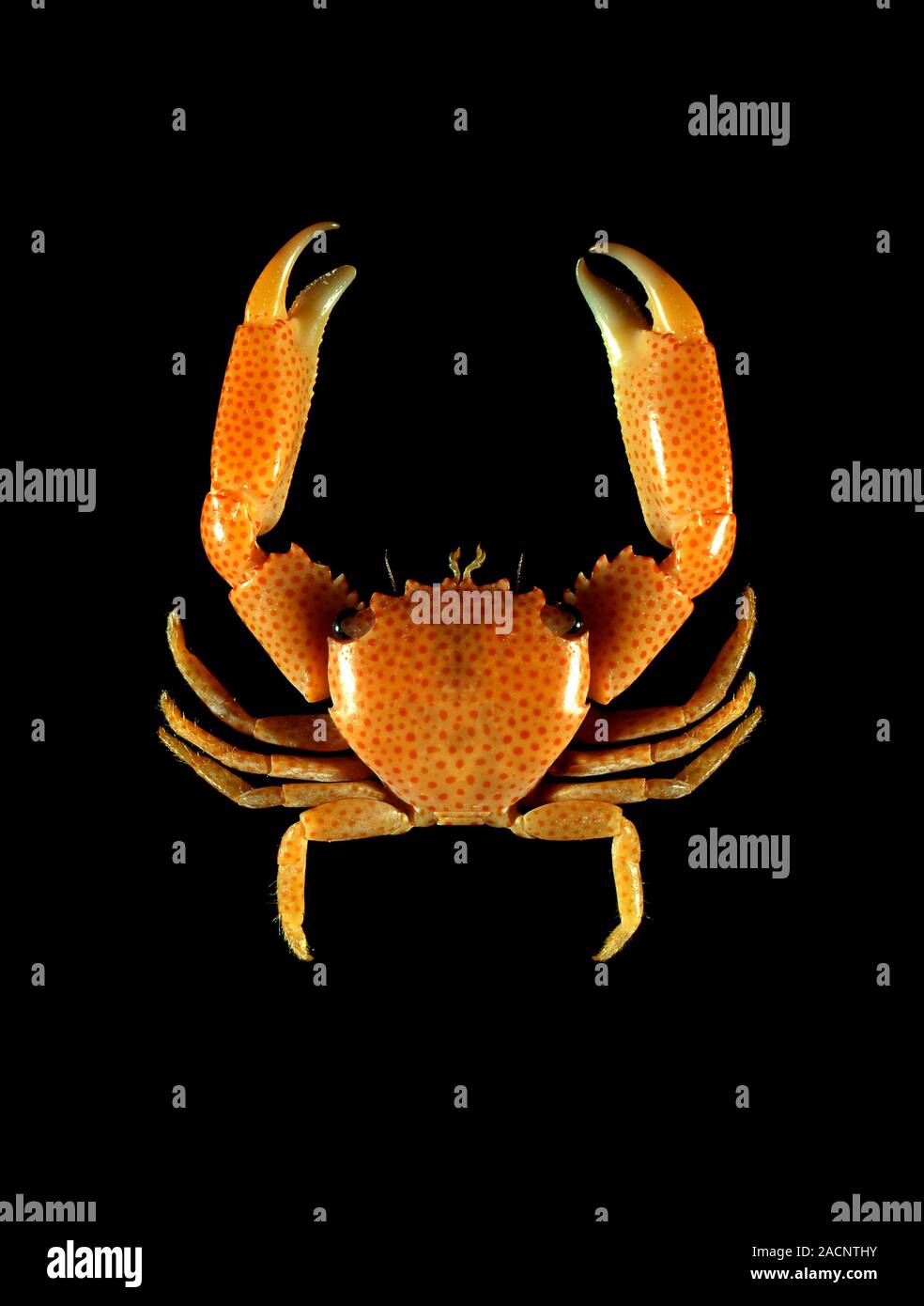 Guard crab (Trapezia rufopunctata). This crab lives on coral reefs in ...