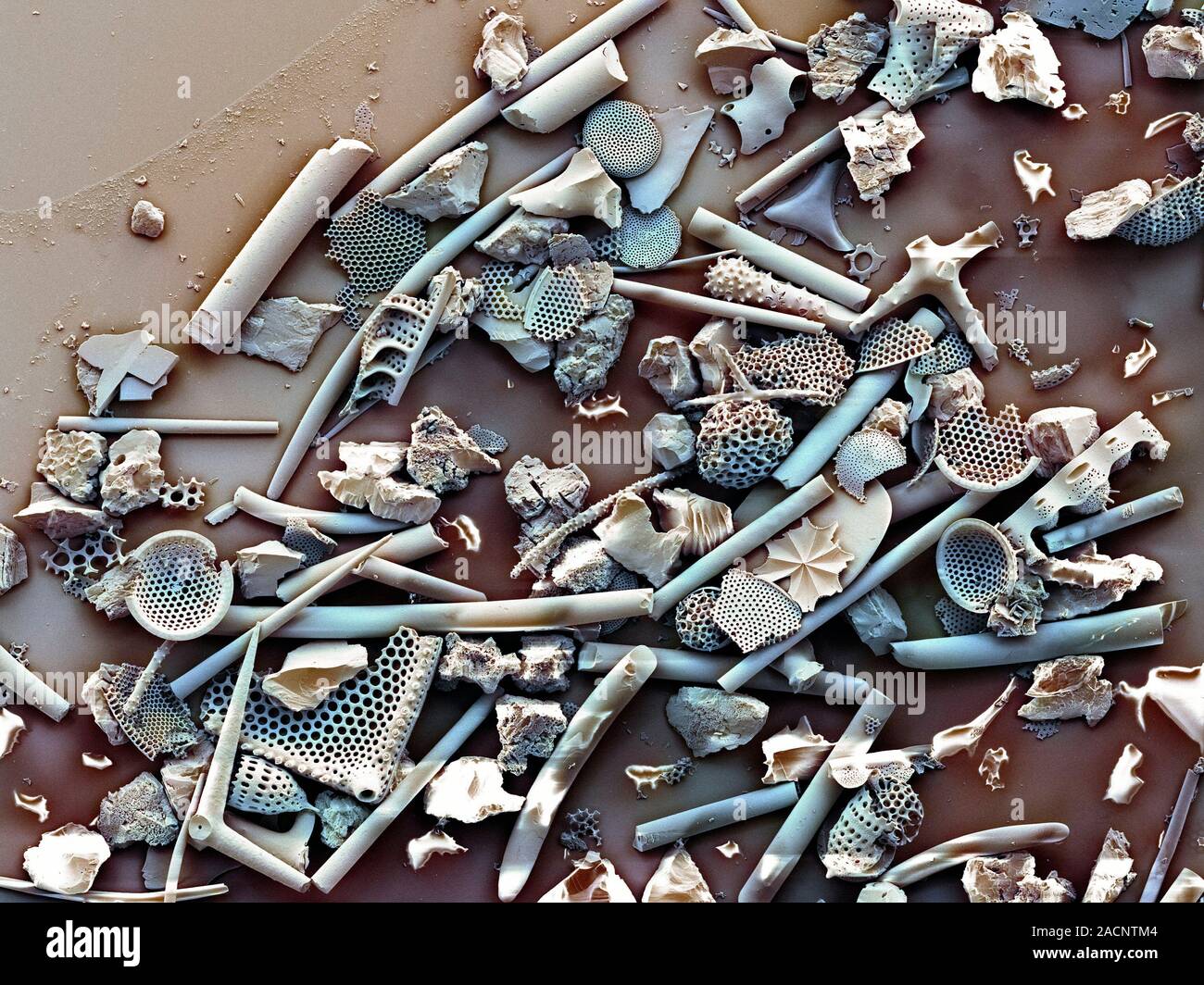 Diatom frustules. Coloured scanning electron micrograph of the remains ...