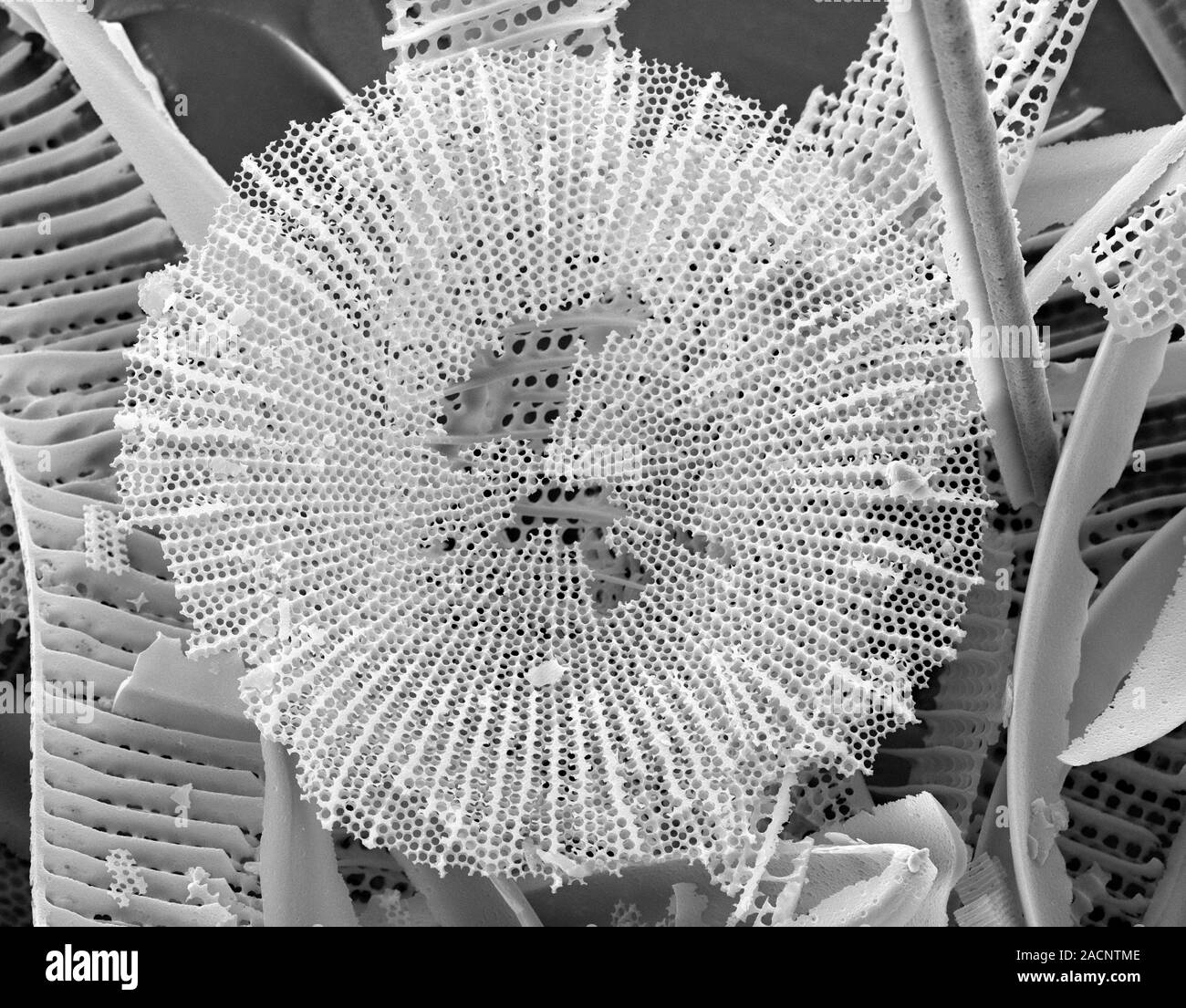 Diatom frustules. Scanning electron micrograph of the remains of various diatom skeletons ...