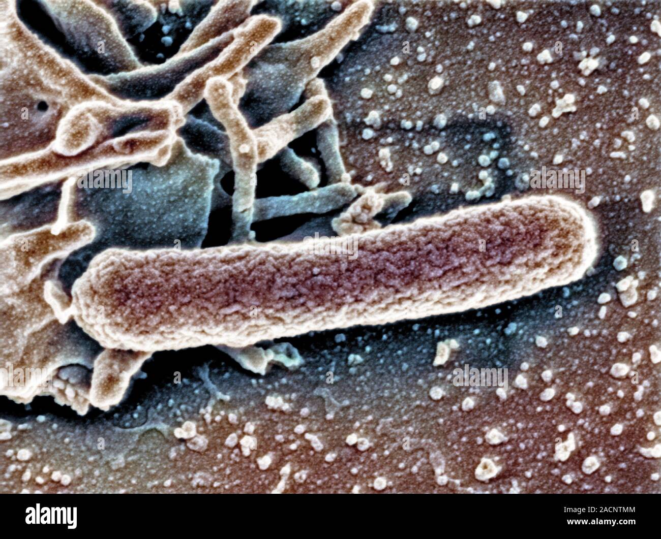 Pseudomonas bacterium. Coloured scanning electron micrograph (SEM) of a ... Pseudomonas bacterium. Coloured scanning electron micrograph (SEM) of a ...