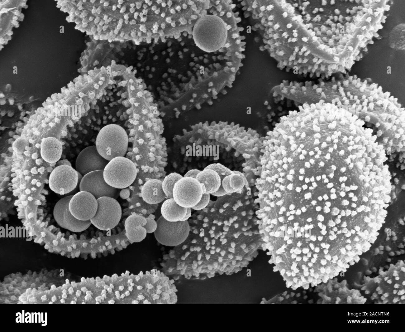 Fungal spores. Scanning electron micrograph (SEM) of sporangia from a ...