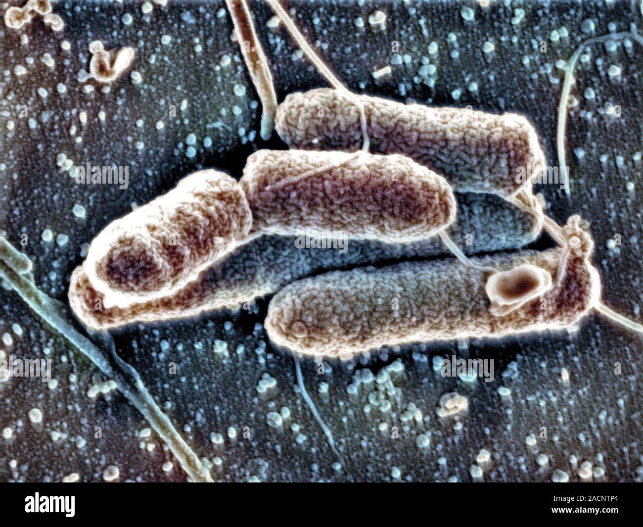 Pseudomonas bacteria. Coloured scanning electron micrograph (SEM) of ...