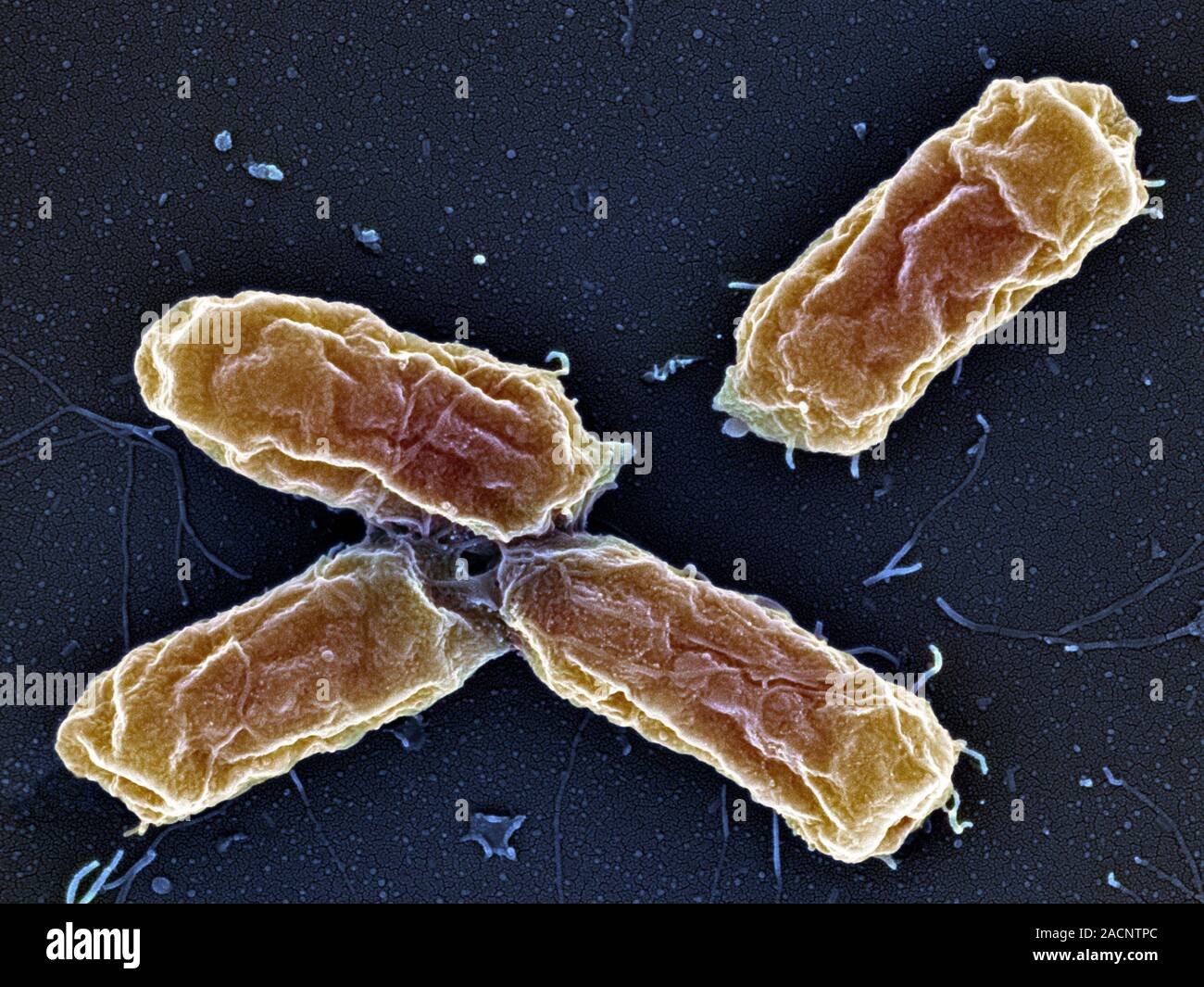 Salmonella bacteria. Coloured scanning electron micrograph (SEM) of ...