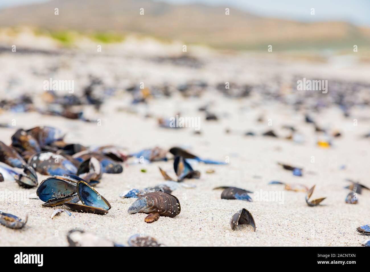 Empty Mussel shells washed up on a beach on the Western seaboard of ...
