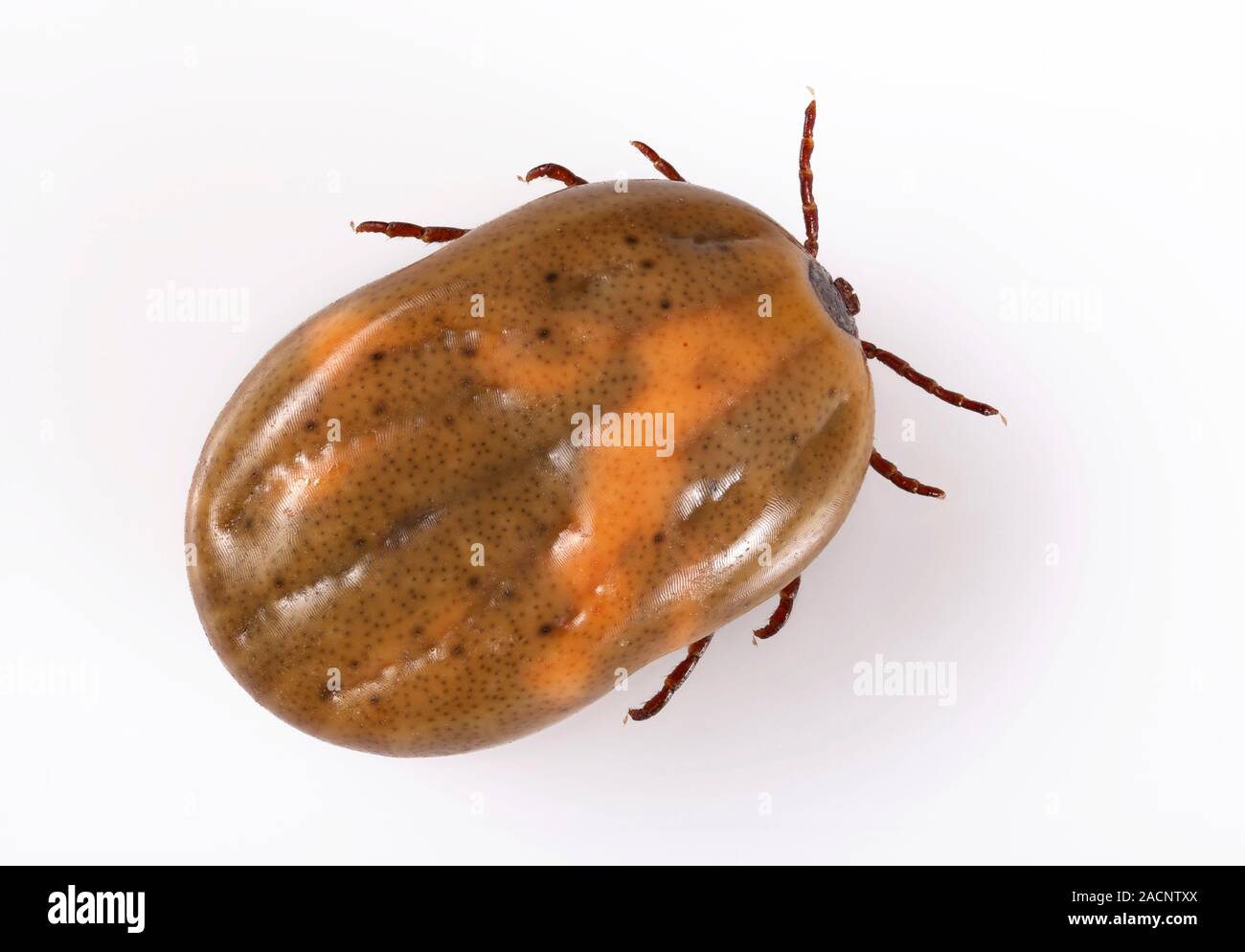 Engorged Ixodes tick. Top view of an Ixodes sp. tick whose body is ...
