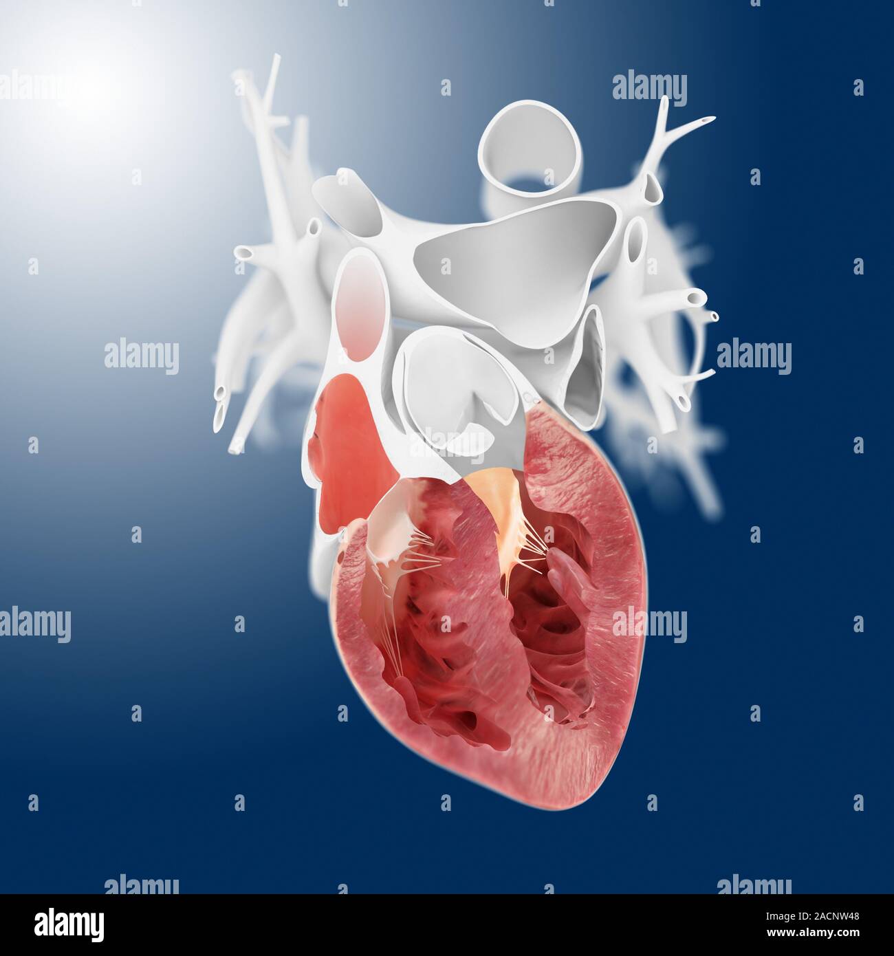 Heart. Computer artwork showing a section through a human heart and ...