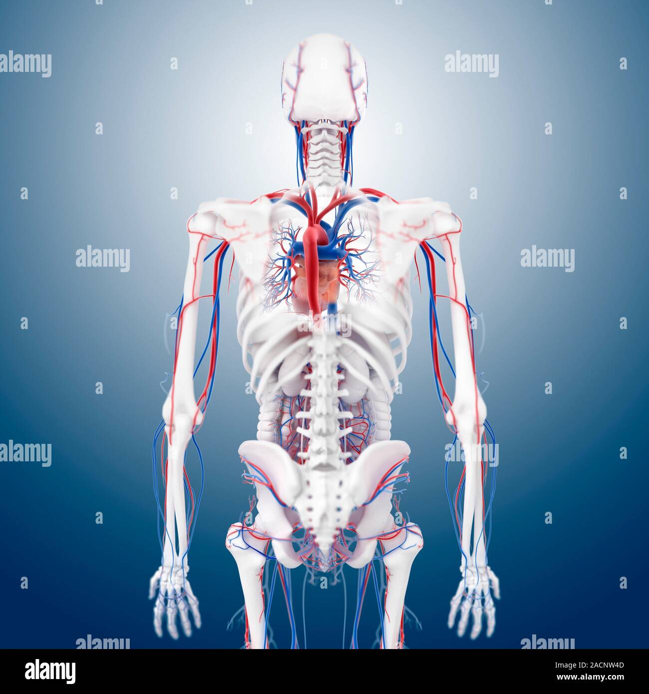 Cardiovascular system, computer artwork. The heart (centre) is a hollow ...