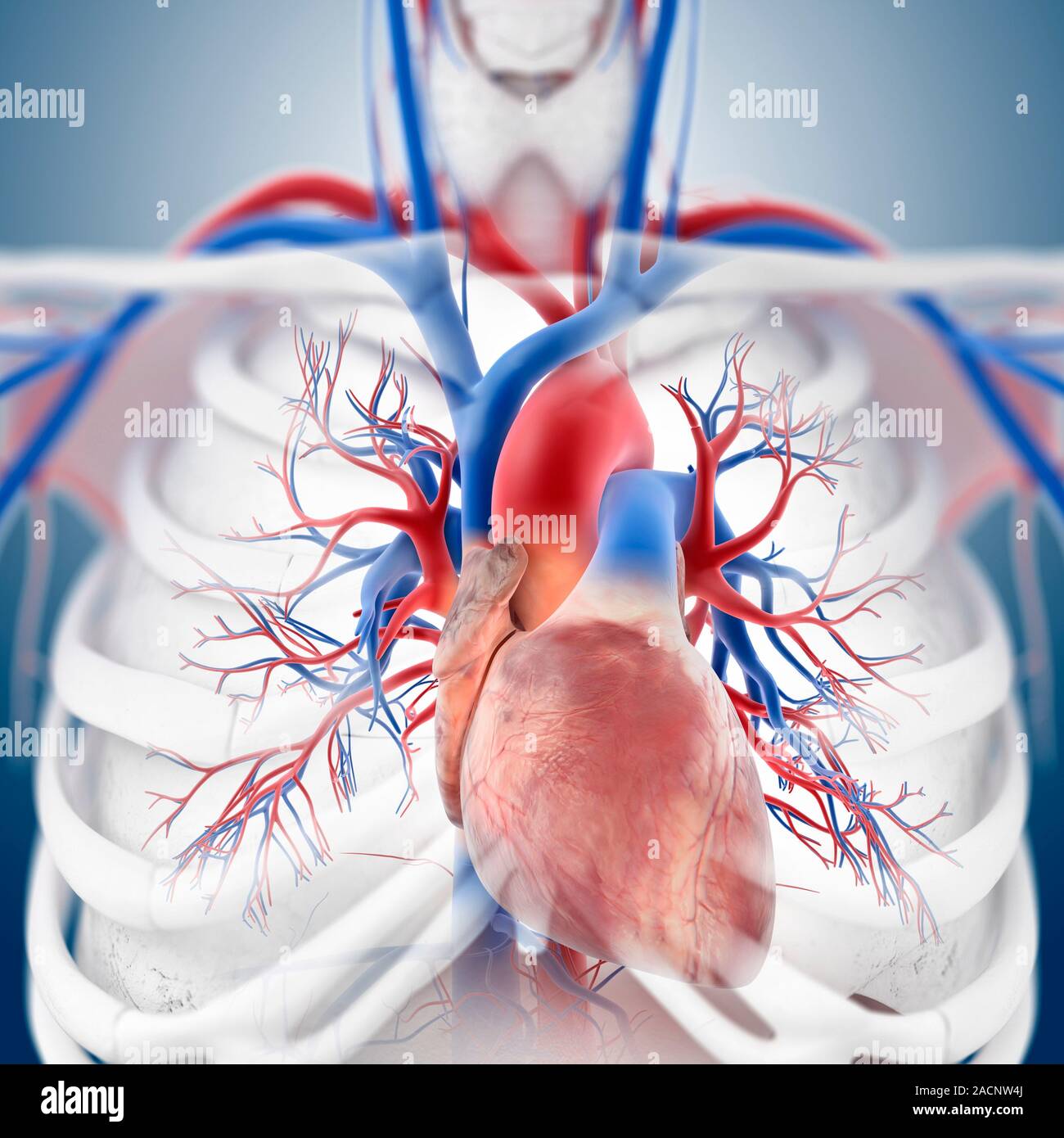 Cardiovascular system, computer artwork. The heart (centre) is a hollow ...
