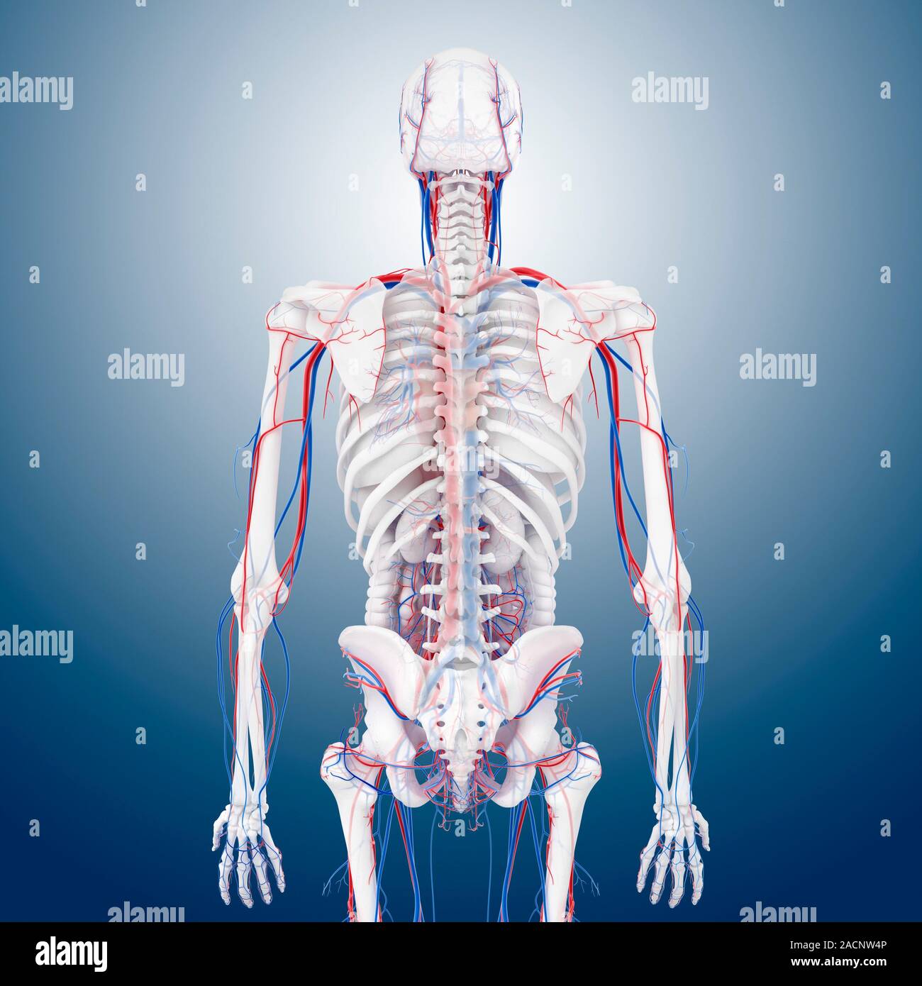 Vascular system, computer artwork. Arteries, which carry oxygenated ...