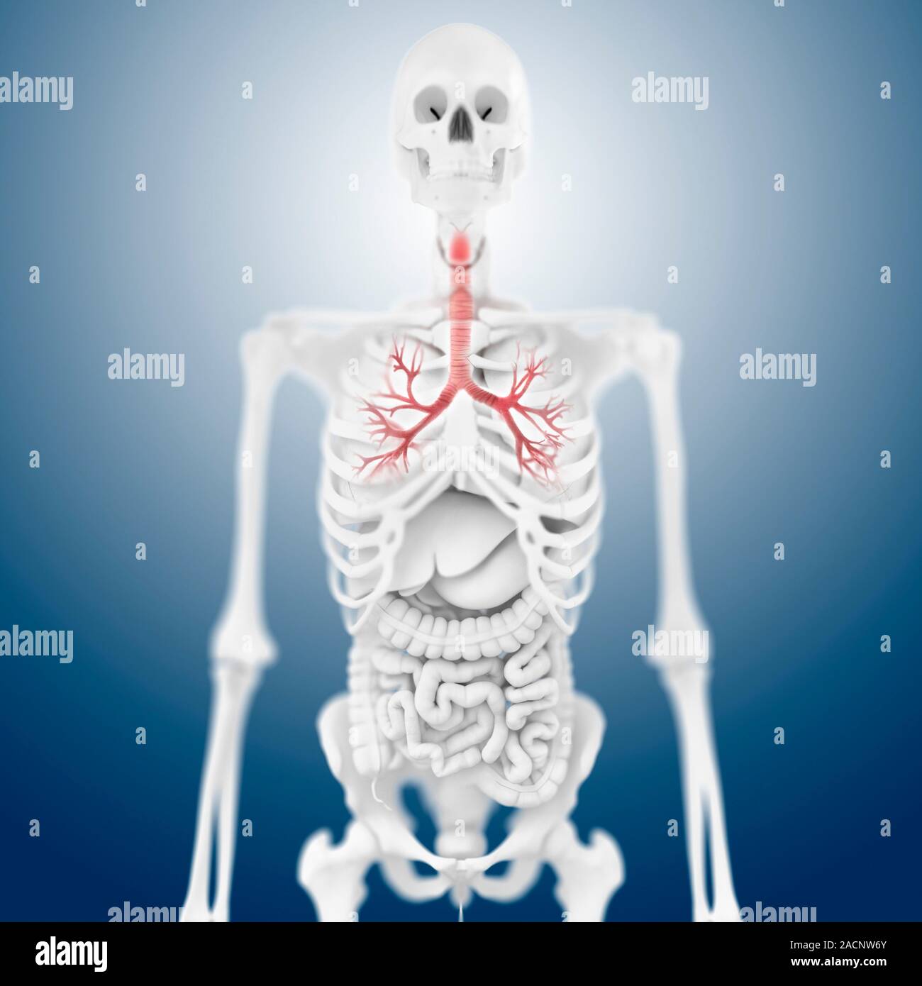 Bronchial tree, computer artwork. At upper centre is the trachea ...