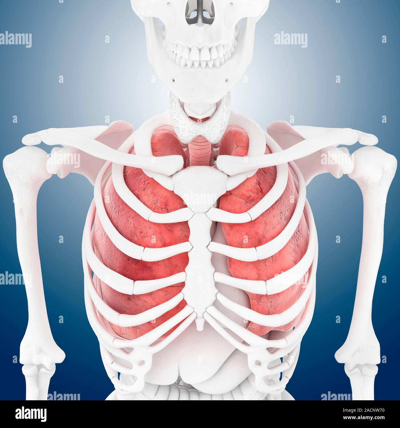 Lungs, computer artwork. At upper centre is the trachea (windpipe ...
