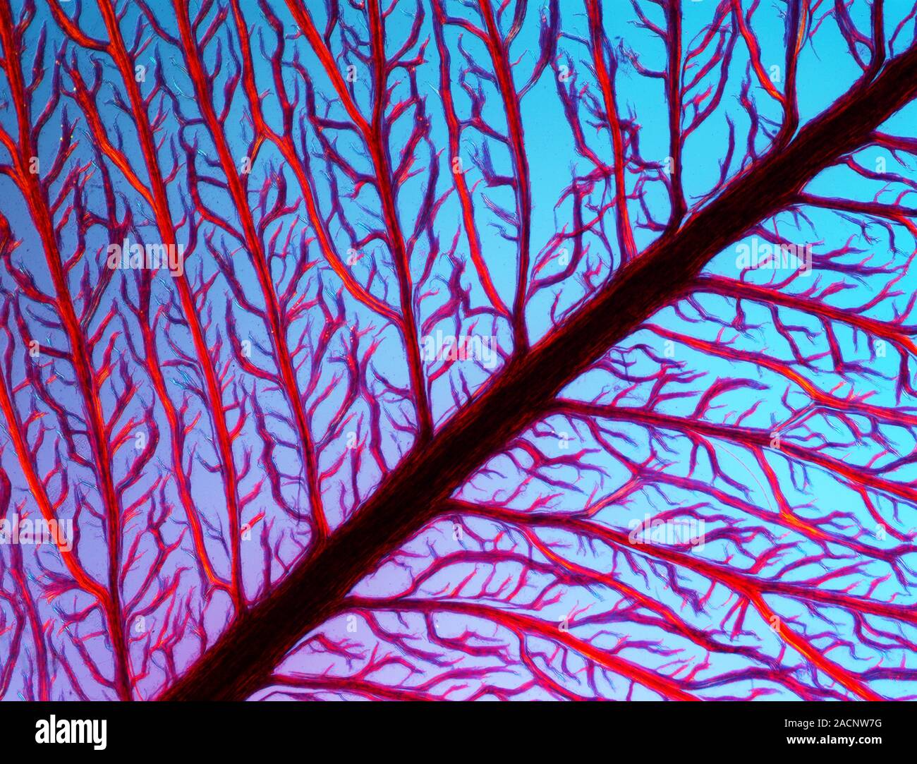 Plumaria algae. Light micrograph of part of the finely branched thallus ... Plumaria algae. Light micrograph of part of the finely branched thallus ...