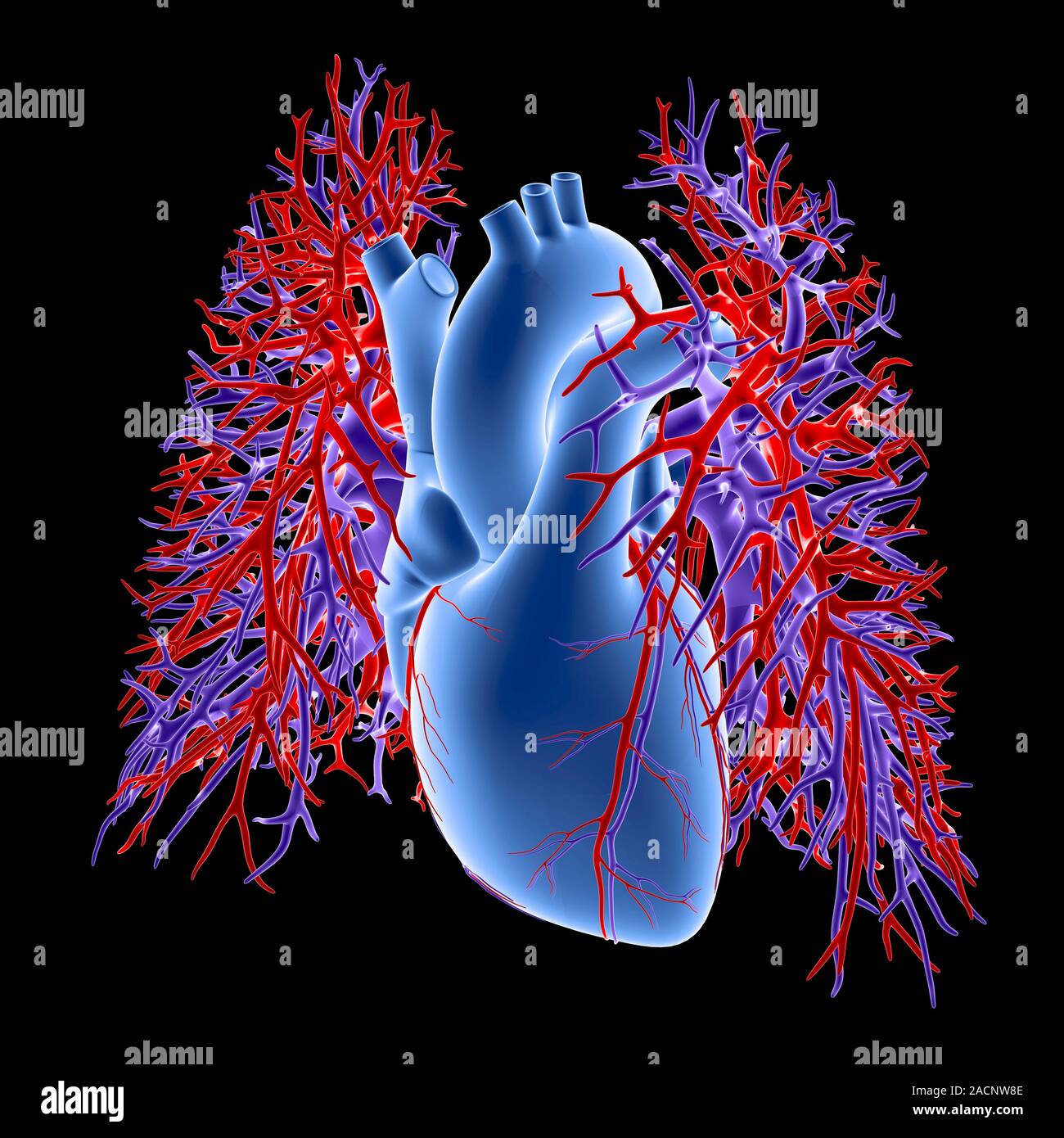 Heart-lungs circulatory system, computer artwork. The heart (centre) is ...