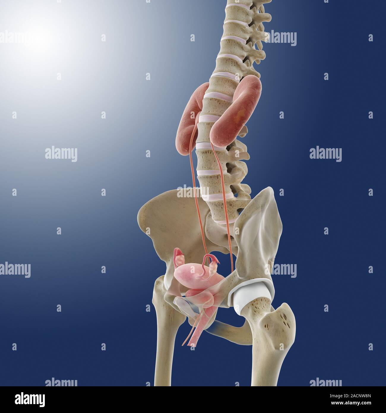 Female reproductive system. Computer artwork of the female reproductive ...