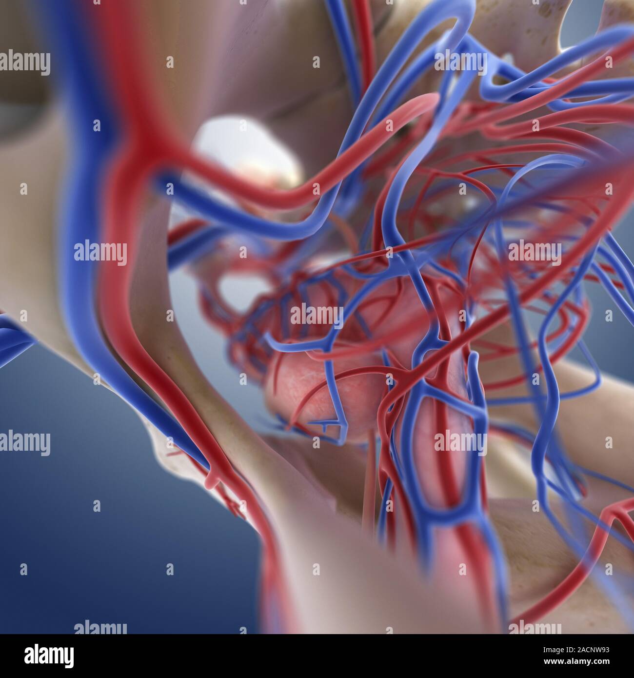 Female reproductive system. Computer artwork showing the female ...