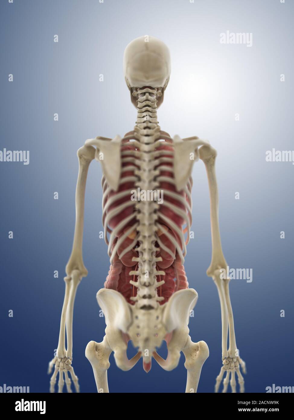 Human anatomy. Computer artwork of a rear view of a skeleton showing ...