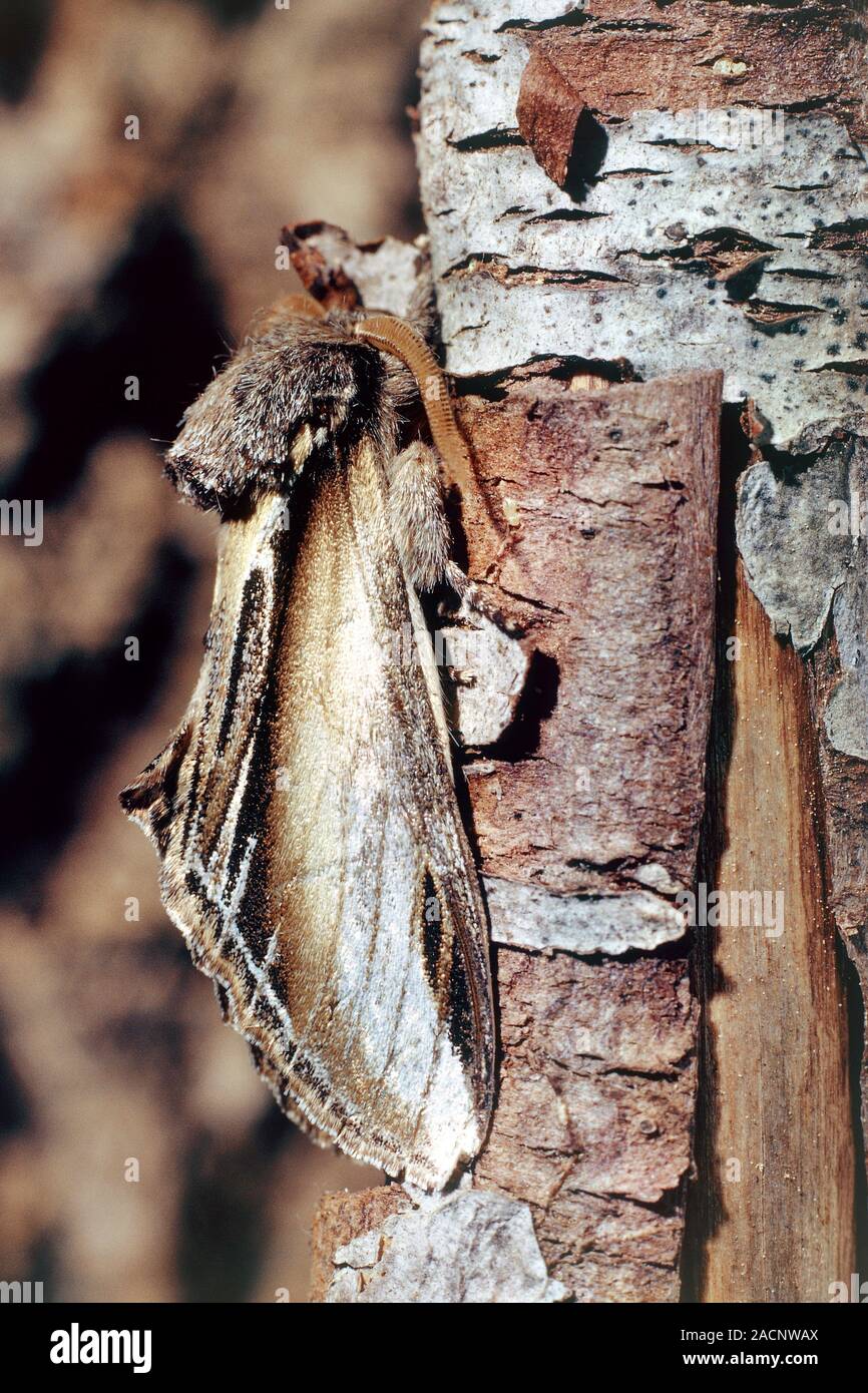Camouflaged swallow prominent (Pheosia tremula) moth Stock Photo - Alamy