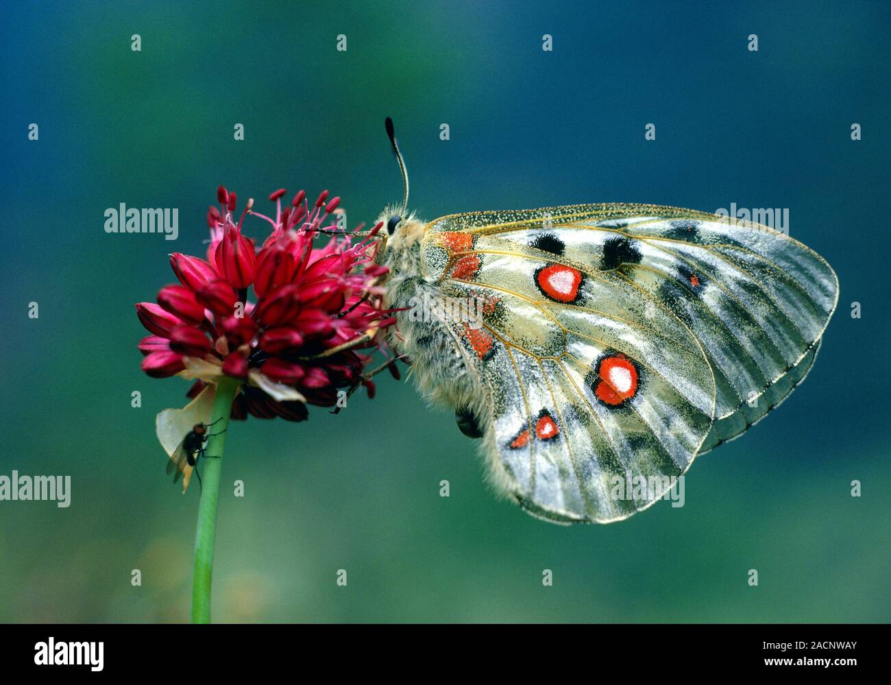 Apollo butterfly (Parnassius apollo). This butterfly is native to the ...
