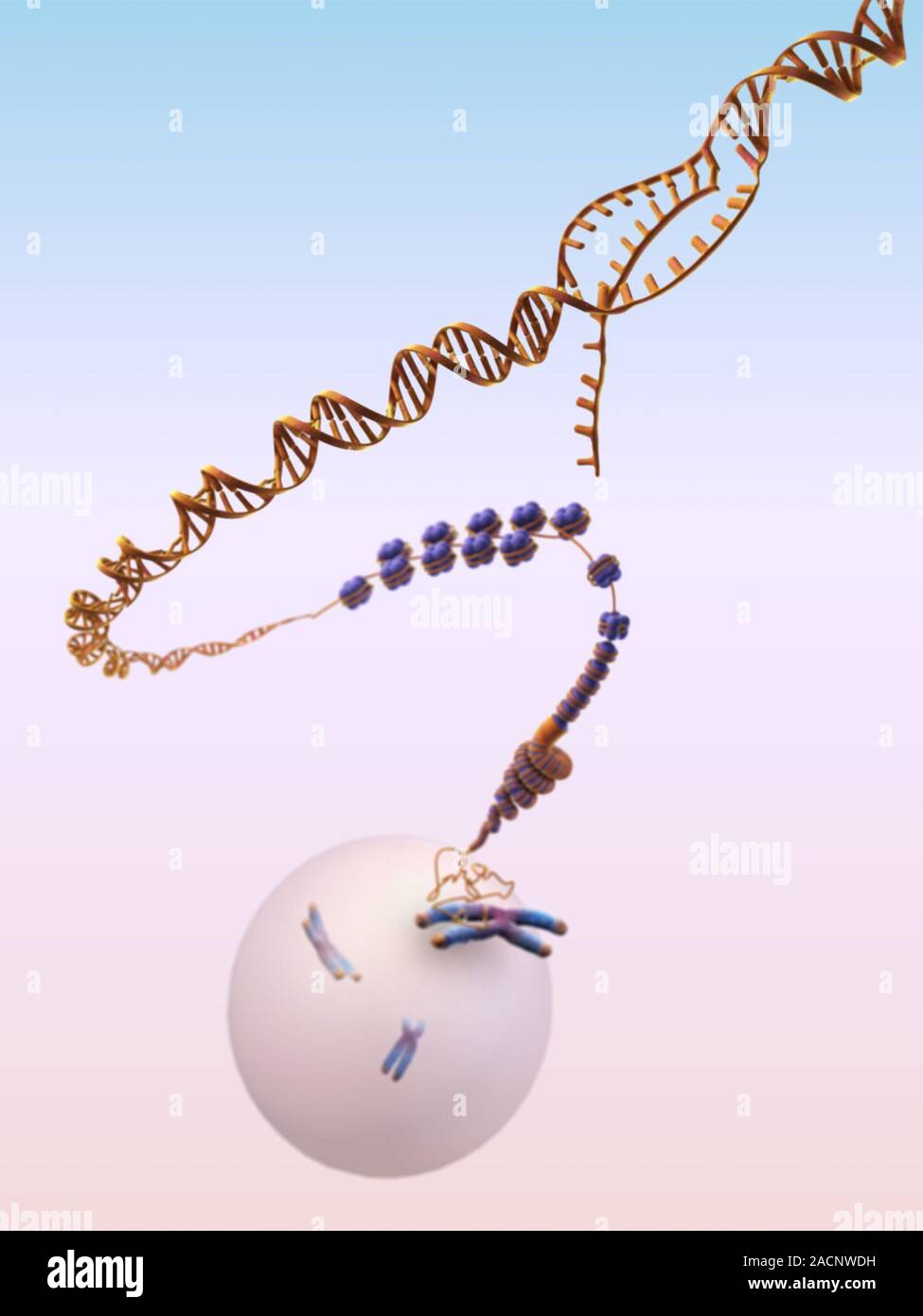 Gene expression. Computer artwork showing the process of transcription ...