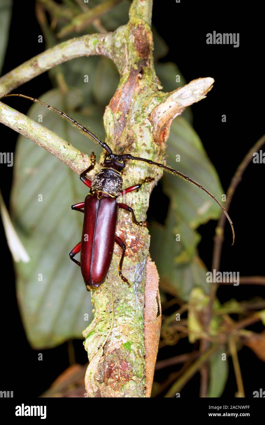 Longhorn beetle (family: Cerambycidae) on a branch. These beetles ...