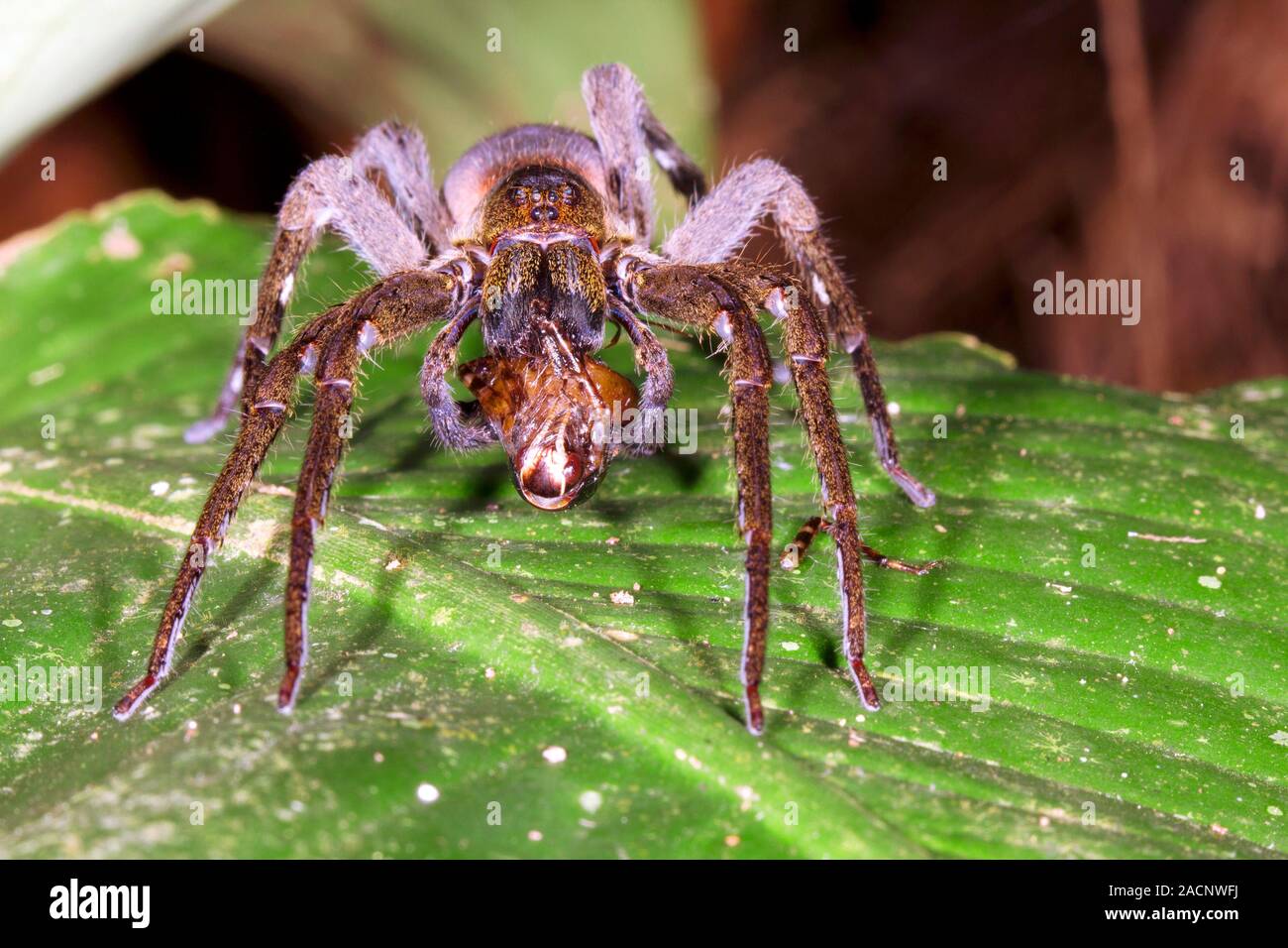 Wandering spider feeding on a cockroach (centre), held by its ...