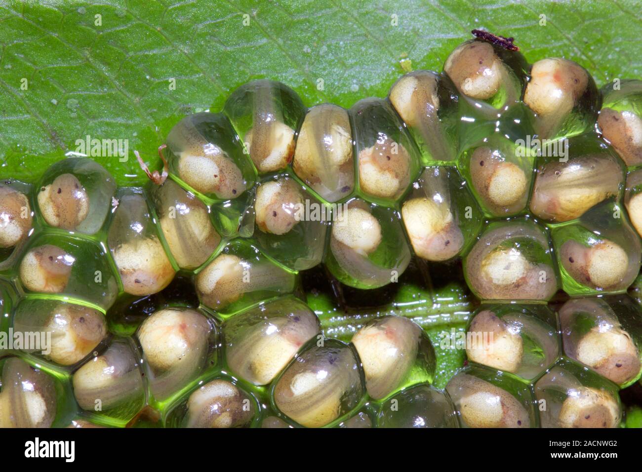 Glass Frog Eggs Hatching at Alfred Wilford blog